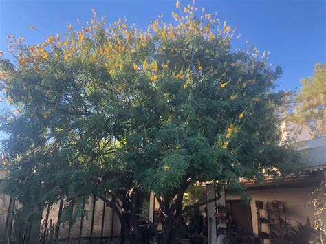 Cascalote Tree A Great Desert Tree Thats Under Used In Landscapes