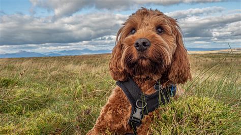 Cockapoo Kaksi Rotukoiraa Yhdessä Paketissa