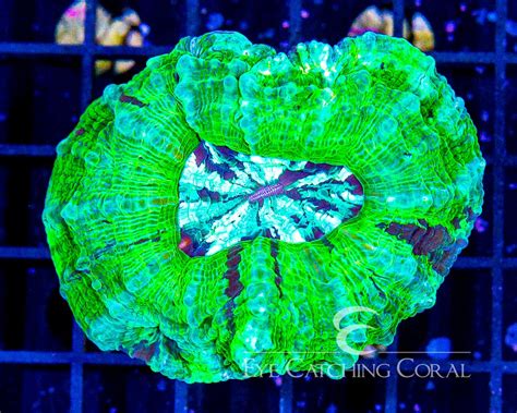 Wholesale Coral Aussie And Indo Shipments Eye Catching Coral