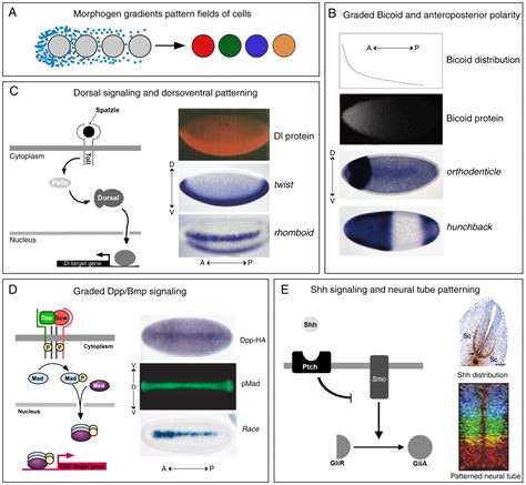 The Interpretation Of Morphogen Gradients Development The Company Of Biologists