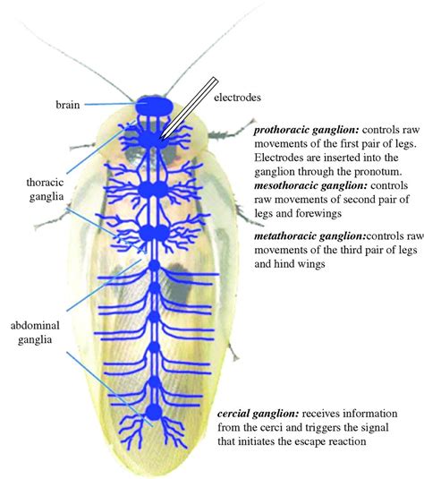Cockroach Nerve Cord