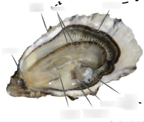 Diagram Of Molluscs Quizlet