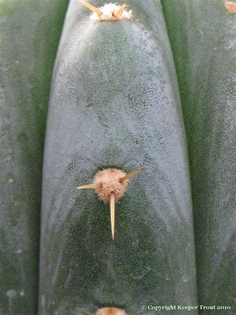 Trichocereus Macrogonus Giganteus Field Nmcr Trouts Notes