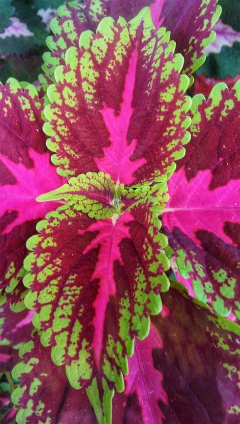 Rooting Coleus In Water Easy Plants To Grow Plant Cuttings Easy Plants