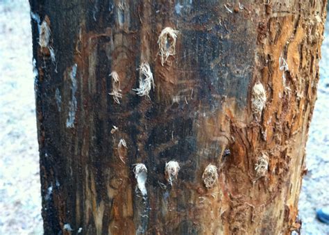 A Variety Of Insect Pests Threaten State Pine Stands Mississippi State University Extension