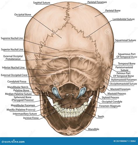 Board Skull Posterior View Stock Illustration Illustration Of