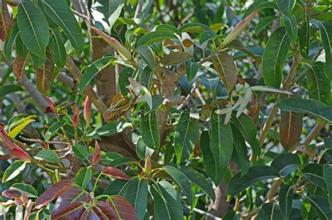 Indian Fig Ficus Septica In A Tropical Habitat Stock Image Image Of