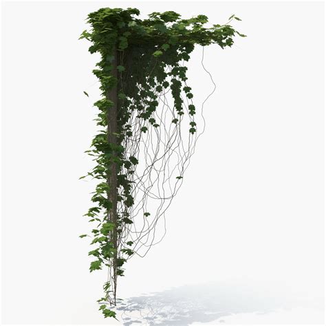 Ivy 3d Model 19 Ma Fbx Obj Max Free3d
