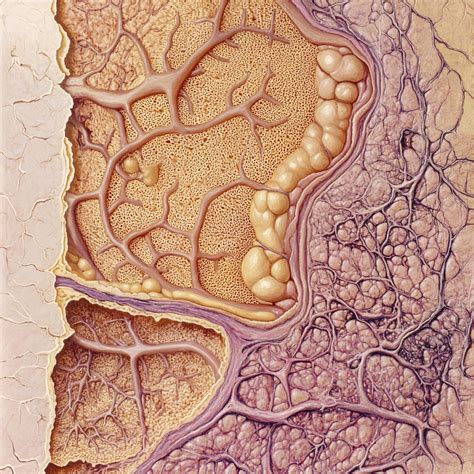 Dermis Located Beneath The Epidermis Contains Connective Tissue Blood