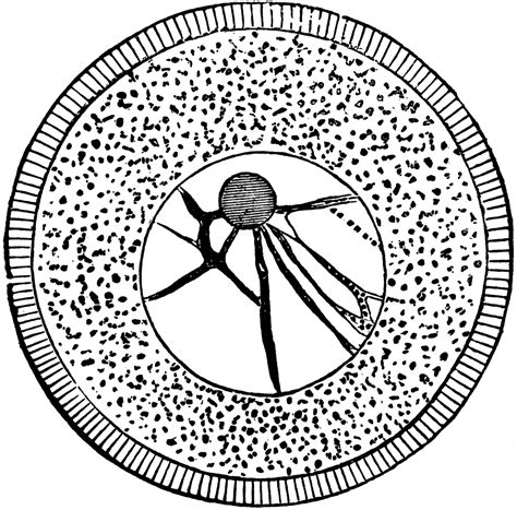 Free Nucleolus Cliparts Download Free Nucleolus Cliparts Png Images