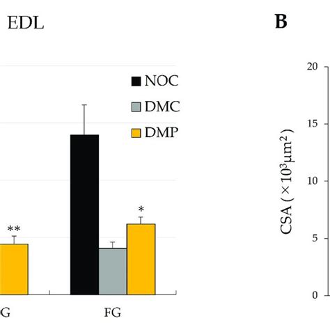 Photomicrographs Of Cross Sections Through The Extensor Digitorum Download Scientific Diagram