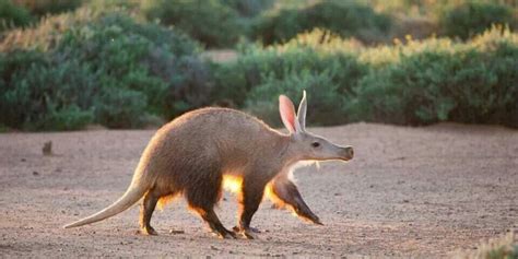 Aardvark A Complete Guide To The African Aardvark