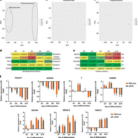 Polysome Profiling Followed By Rna Seq During Cardiomyogenic Download Scientific Diagram