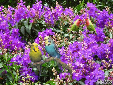 Canh  Animado Gratis Picmix