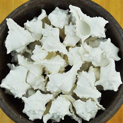 Bulk Seashells Simply Shells