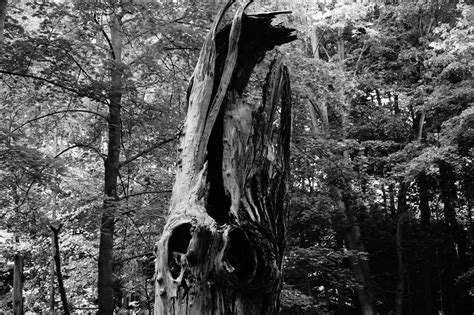 Decayed Tree By Dogsoldier On Deviantart