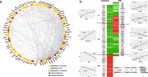 Accelerated Evolution And Diversifying Selection Drove The Adaptation