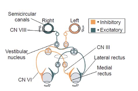 Chapter 6 3 Vestibular System Brain And Behavior