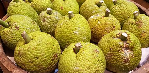 Breadfruit Health Benefits And Side Effects Aqan