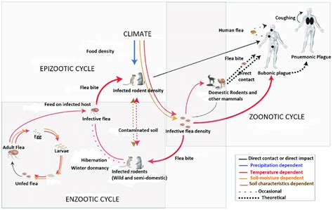 Bubonic Plague Cycle