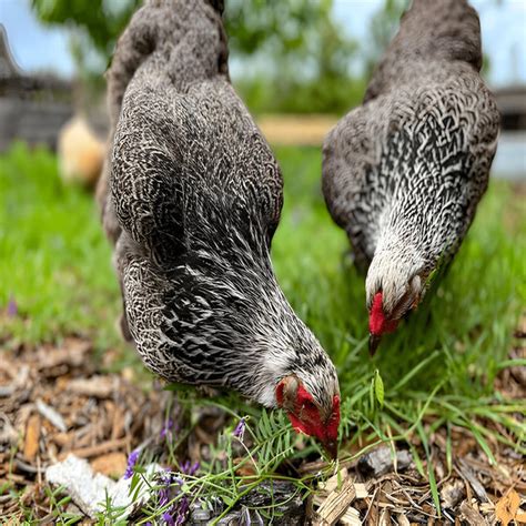 Dark Brahma Chicken