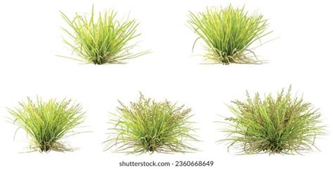 Set Mondo Grass Alpha Mask 3d Stock Vector Royalty Free 2499953765