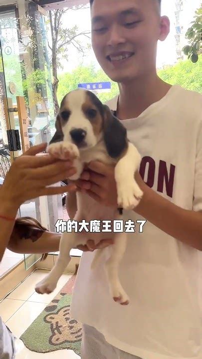 大魔王比格回家啦比格宝宝 比格 比格犬 Youtube