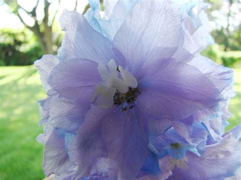 Delphinium Identification Health Benefits Uses Invasive Concerns