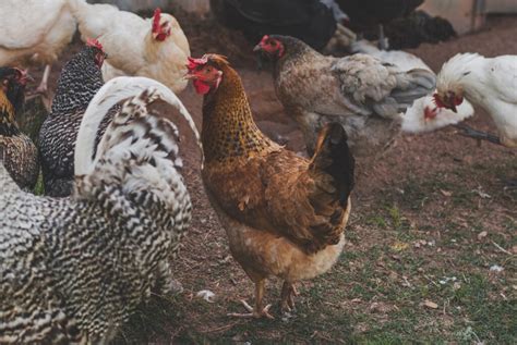 Breed Of Chickens That Lay Jumbo Eggs Learn About Poultry And Eggs