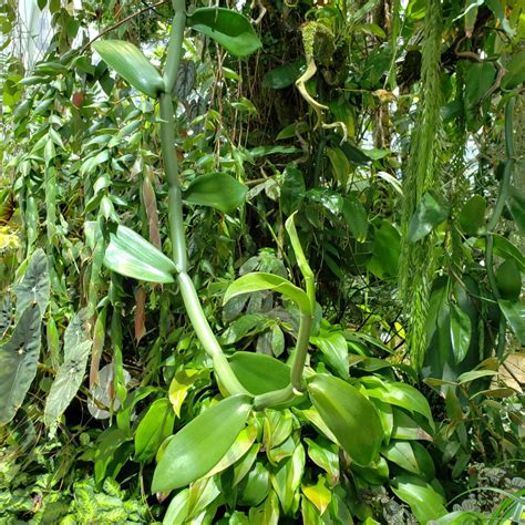 Many Amazing Orchids At The Amazon Spheres In Seattle Including The