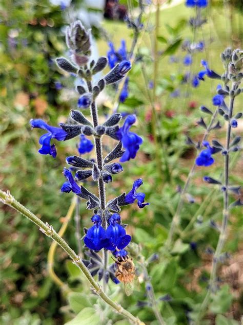 Organic Salvia Marine Plant Mudbrick Herb Cottage