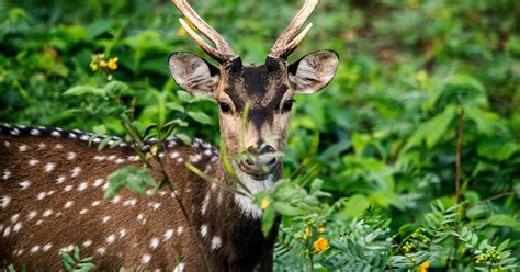 Chital