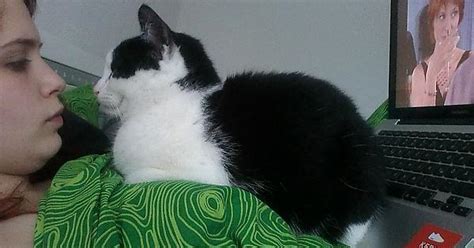 I Think My Cat Doesnt Want Me To Watch Sex And The City For Some Reason Imgur