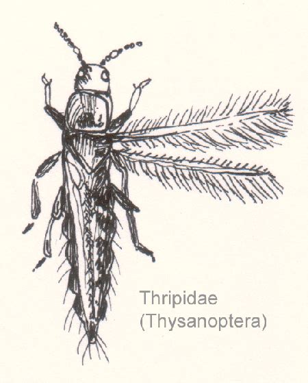 Thysanoptera