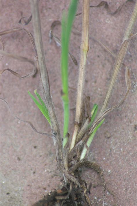 Colorado Mountain Gardener Cheatgrass Challenges By Tina Ligon
