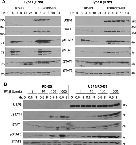 Usp6 Confers Sensitivity To Ifn Mediated Apoptosis Through Modulation