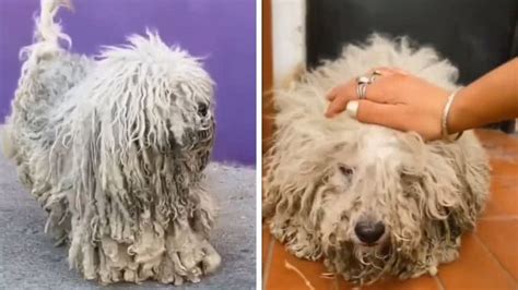 Cachorro Passa Por Transformação Inacreditável Ao Ser Resgatado Das