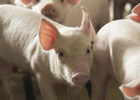 Start Weaned Pigs Off Right Beat These 4 Obstacles Pork Business