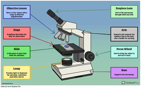 Microscope Parts And Functions Alessandraaxcarson Microscope Parts And Functions Alessandraaxcarson