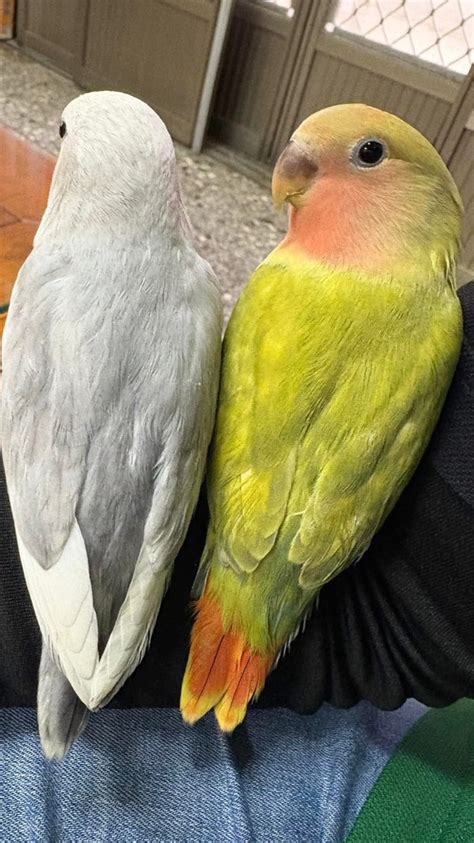 愛情鳥 小鸚牡丹