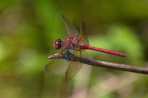 23 Types Of Red Dragonflies Pictures And Identification