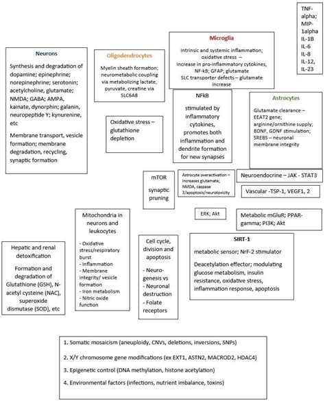 Possible Pathophysiologic Modifications In Asd Download Scientific