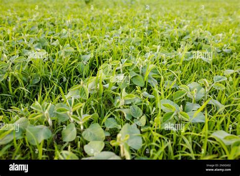 Dealing With Troublesome Weeds In Fields Lambsquarters Soybean Sprouts