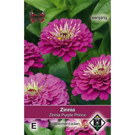 Zinnia Elegans Purple Prince Seeds