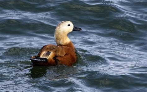 Sadakatin Simgesi Angut Kuşları Nevşehirde Görüntülendi Fİb Haber