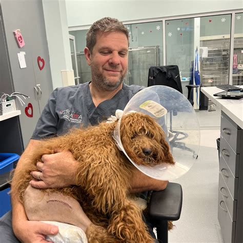 Meet Golden A 7 Month Old Cockapoo With A Heartbreaking Start But A Heartwarming Future