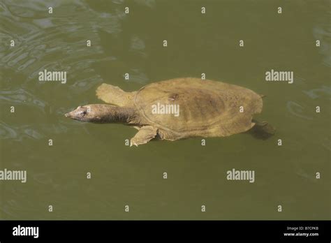 Pig Nosed Turtle Pitted Shell Turtle New Guinea Plateless Turtle