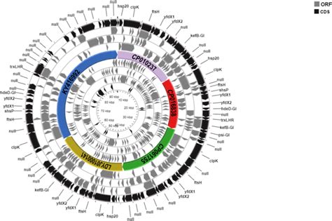 Evolution Of Pathogenic Escherichia Coli Harboring The Transmissible Locus Of Stress Tolerance
