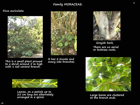 Ficus Auriculata Botany Brisbane