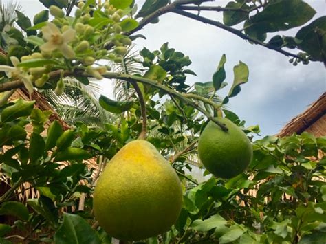 Pomelo Tree The Roaming Fork